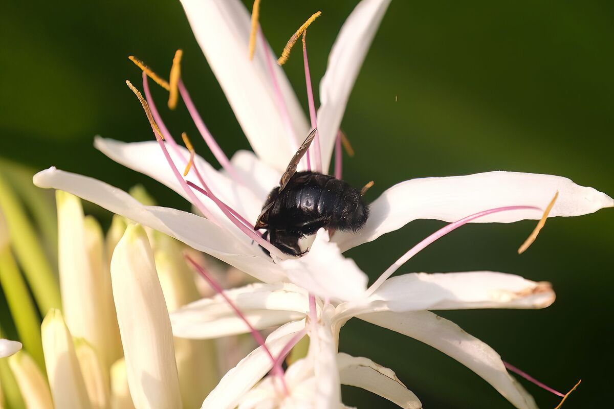 Sonoran Carpenter Bee: This is a female Sonoran carpenter bee, the ...