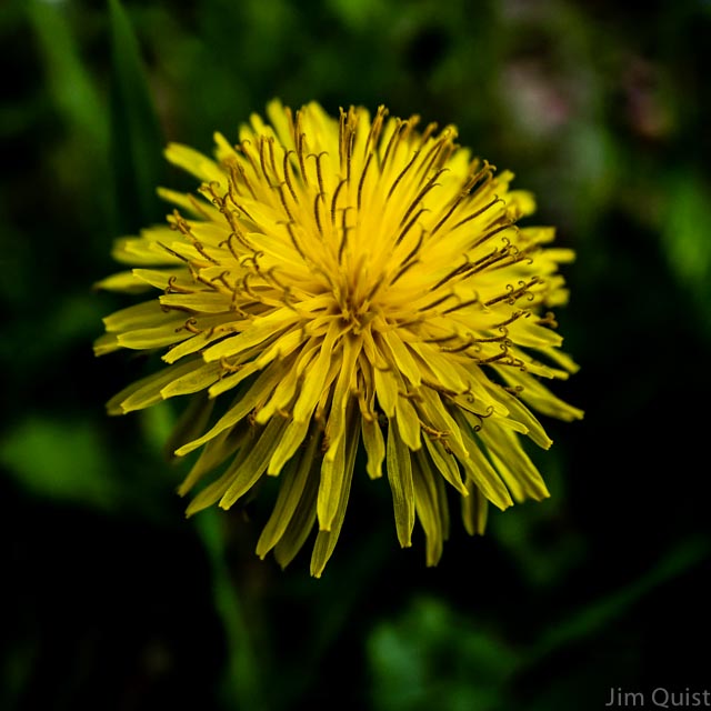 Flowers using a fisheye lens: Walked thru a state park with just the ...