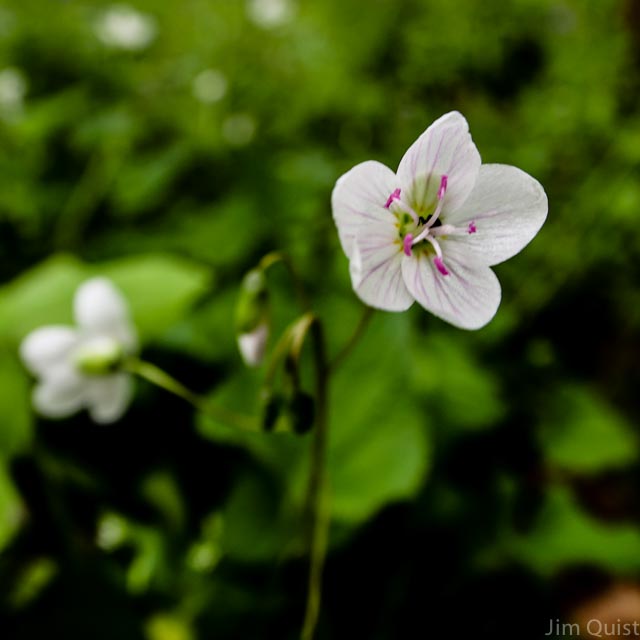 Flowers using a fisheye lens: Walked thru a state park with just the ...