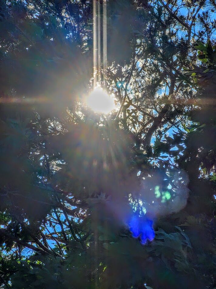 Strained Sun: . Tree-strained Sunlight.