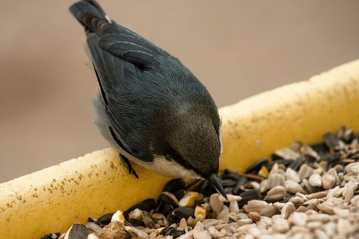 Pygmy Nuthatch: This little guy came into a friends feeder, and sure ...