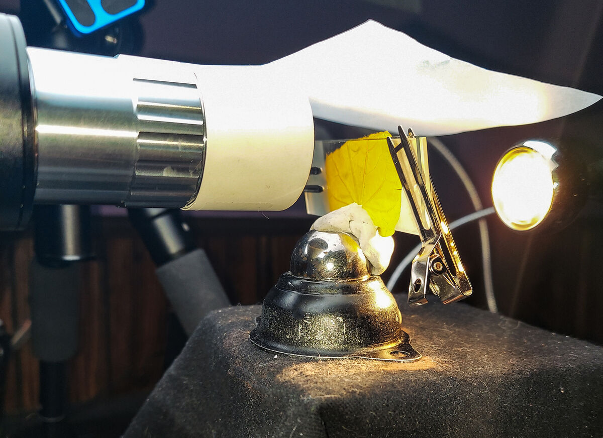 Focused Stacked Image of Leaf Cell Structure: This is a focused stacked ...