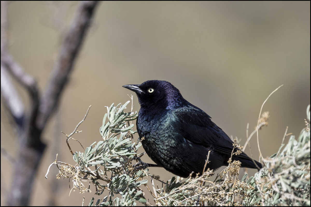 Blackbirds: I think this is a male and female blackbird. I thought the ...