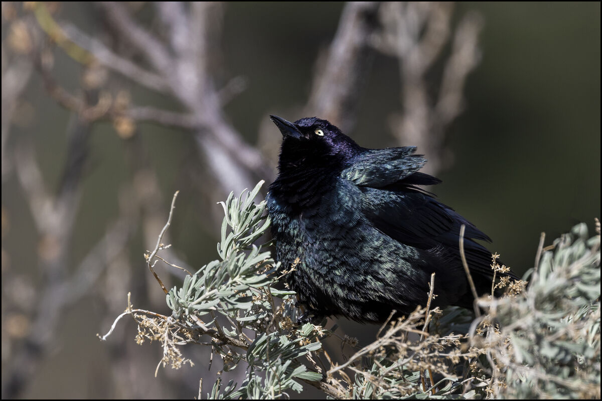 Blackbirds: I think this is a male and female blackbird. I thought the ...
