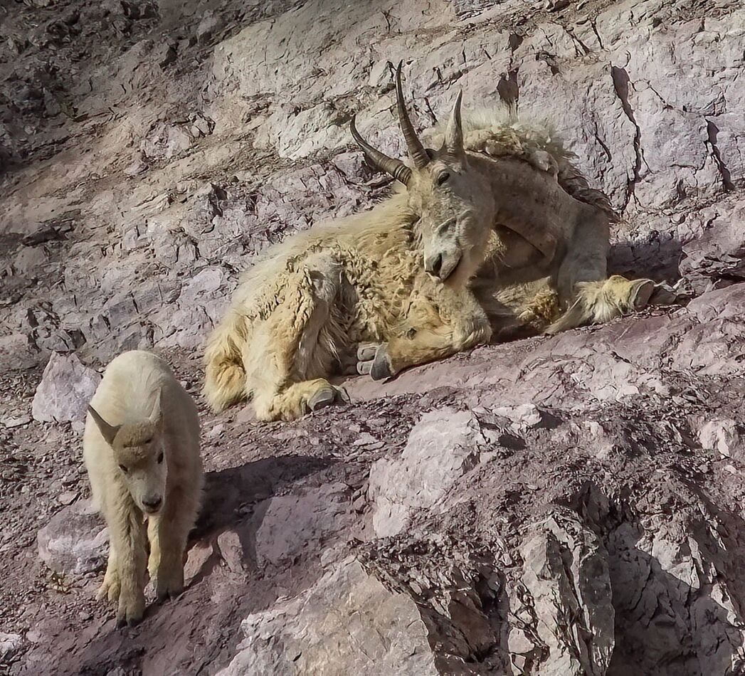 Mountain Goat nanny and her kid: One of may favorite to photograph in ...