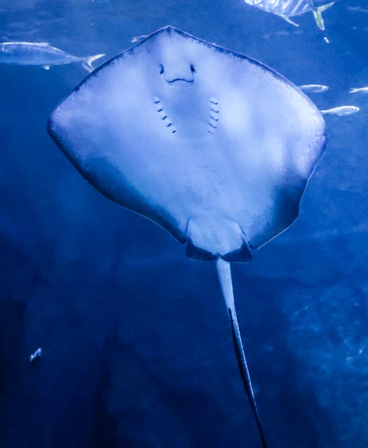 Stingray: St Louis Aquarium at Union Station: Canon 1DX3, Canon 24-70 2 ...