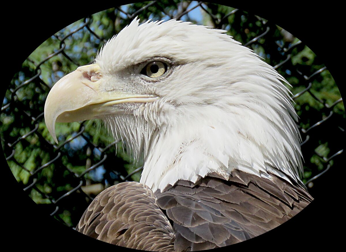 Faces: at the Zoo:...