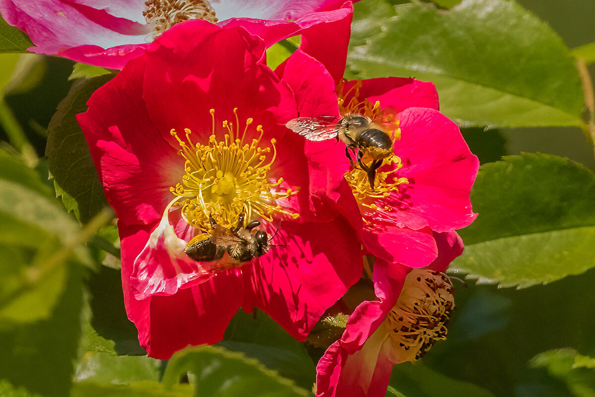 Bees at Belfair State Park- Luv Me Sum Bees! A few shots of Honey Bees ...
