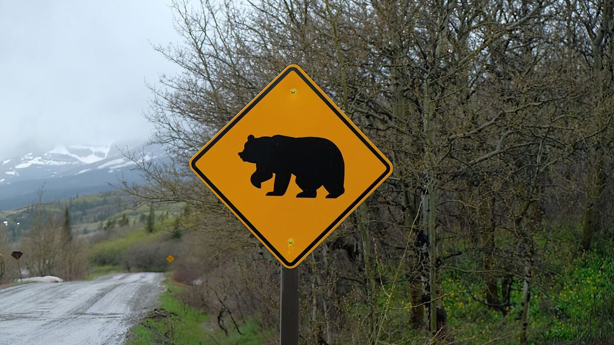 Bear Sign: Well someone said, there's bear sign so be careful. I looked ...