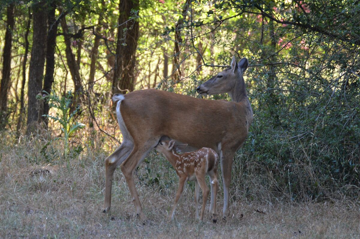 Doe and fawns: I love watching the fawns. These three were running and ...