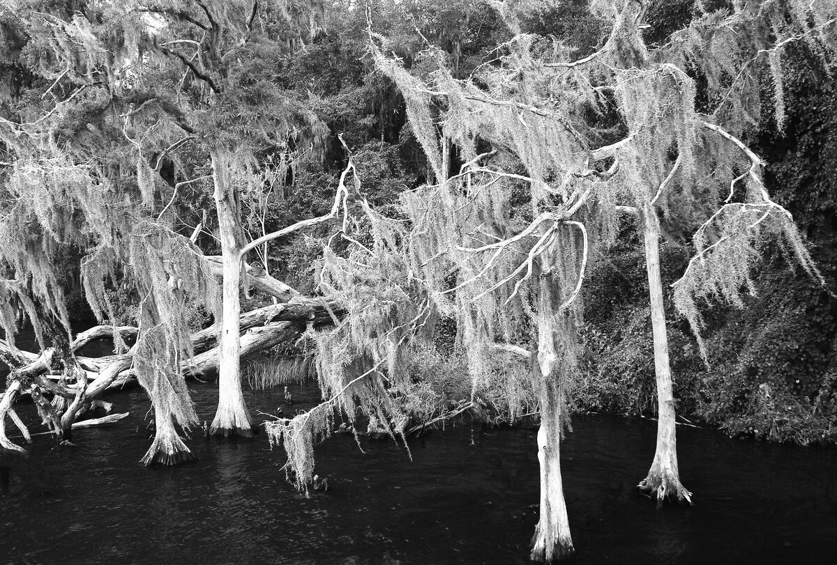 North Florida River Scene: Cypress trees along the shore.