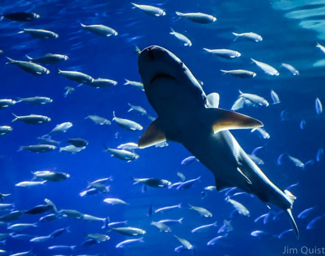 Shark: Canon 1DX3, Canon 24-70 2.8 St Louis Aquarium at Union Station...