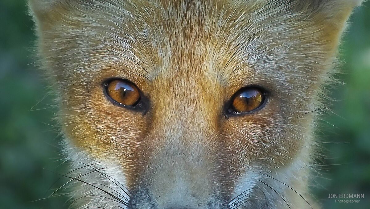 Foxy eyes: A zoomed in shot, that filled the frame.