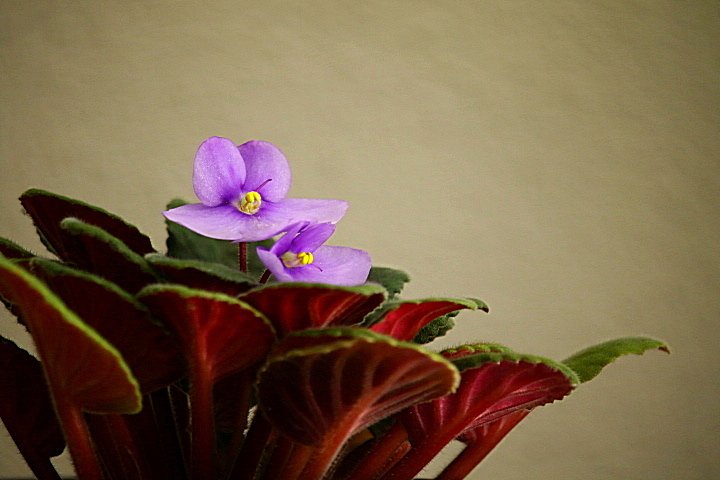 One of my Wife's Awesome African Violet Plant Flowers: Canon EOS 7D MK ...