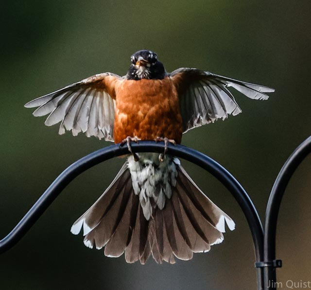 Robin Landing, Wings Spread: Canon 1DX3, Canon 500 f4...