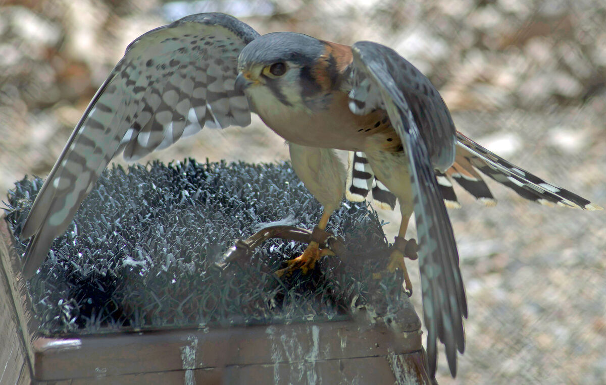 American Kestrel: This Kestrel was raised in captivity, so I doesn't have the sense to survive ...