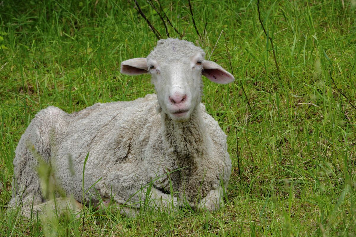 Sheep: I find some different things in the mountains when I am out and ...