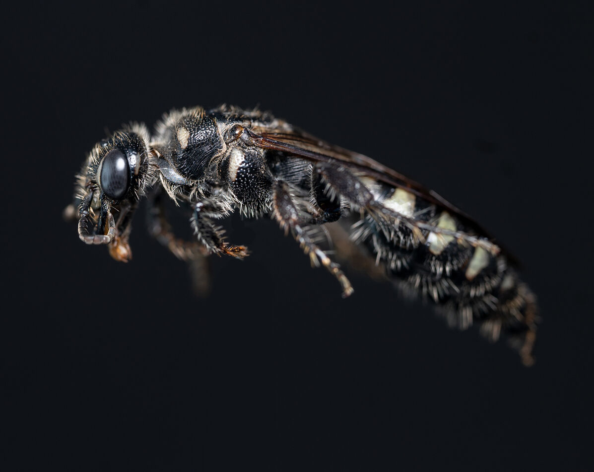 Focused Stacked Image of Wasp Mandibles: This is a focused stacked ...