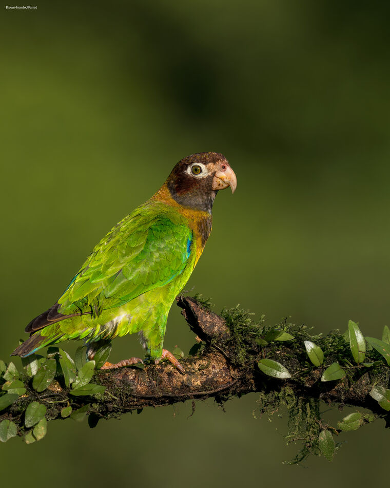 The perch looks familiar: There are many lodges in the countries we ...