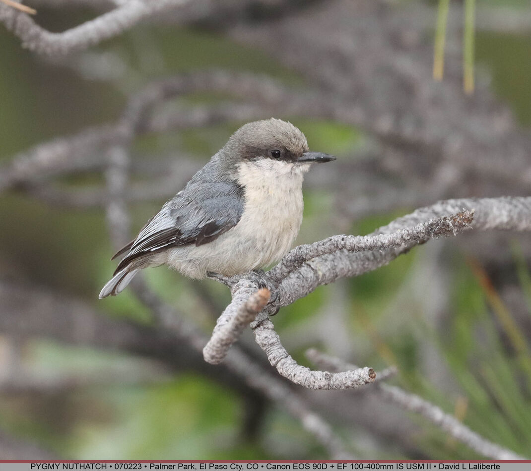 Pygmy Nuthatch - Palmer Park, Colorado Springs, Colorado: Pygmy ...