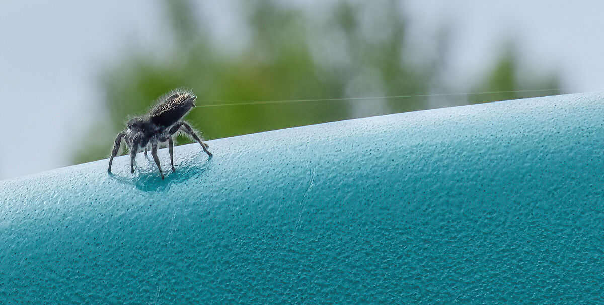 The Spider: I happen to see this little spider that was shooting a web ...