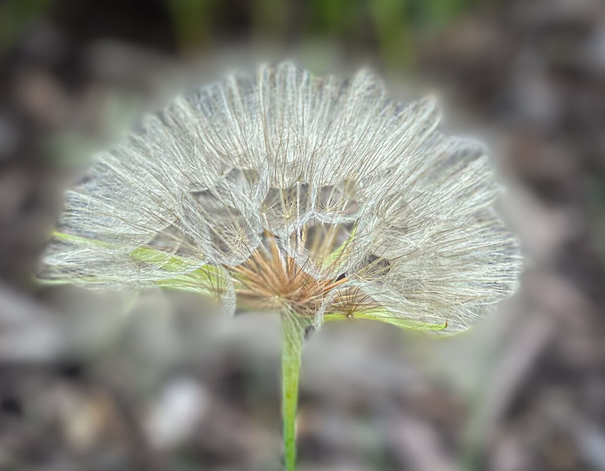 Fiddling with flowers: I made sure to use "flowers" in the title ...