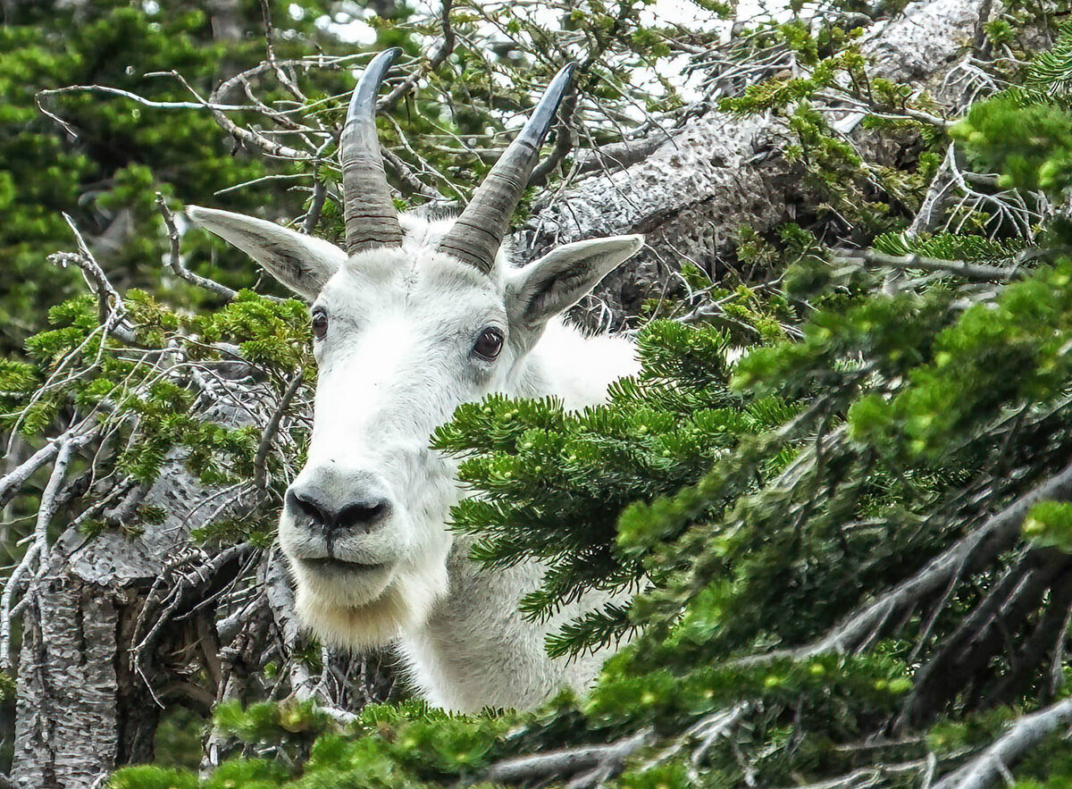 Mountain Goat Billy: Caught this one between the tree branches.