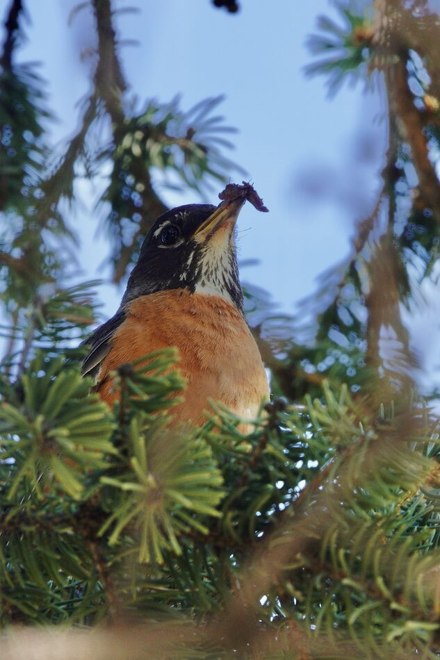 Mama and Half Grown Robin: These two robins were in my pine tree almost ...
