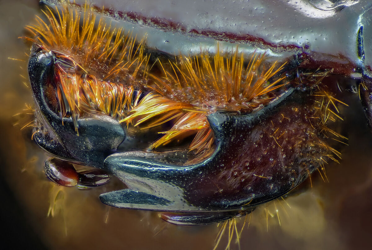 Focused Stacked Image of Bess Beetle Mandibles: This is a 5X ...