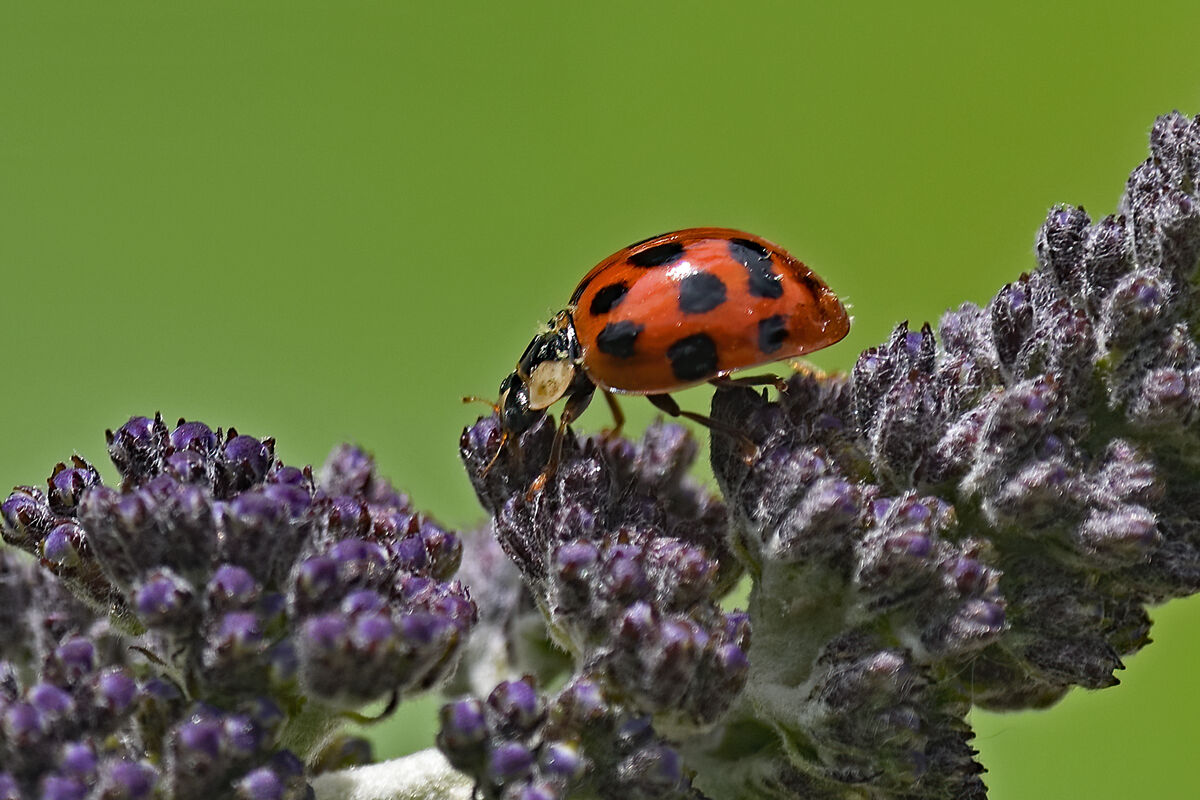 Pretty lady .. ... bug! Shutter speed (1/640 sec.) could have been ...
