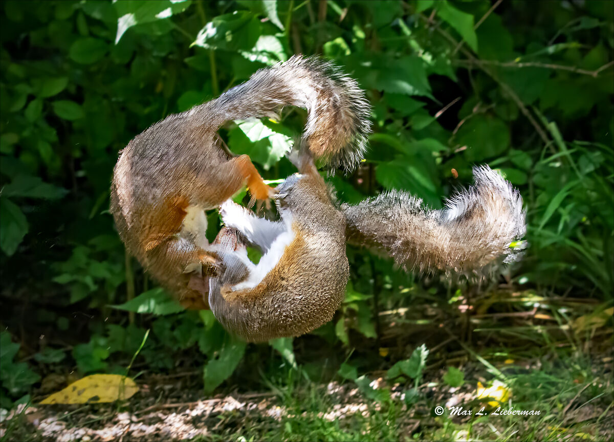 Furry friends: My squirrels were active in the last two weeks.