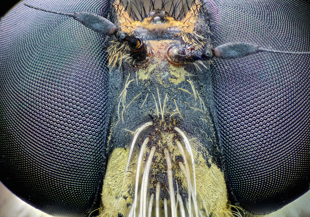 Focused Stacked Image of Robber Fly Eyes: My grandson caught this robber fly and brought it to ...