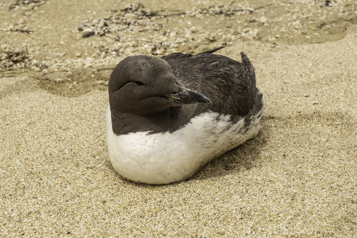 The Common Murr - A penguin? Here in California, the Common Murr is ...