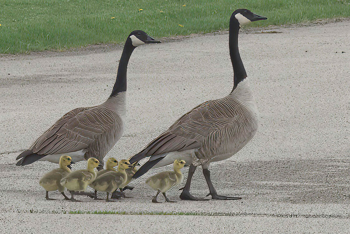 Canada Geese & goslings: a family of Geese and their goslings out for a ...