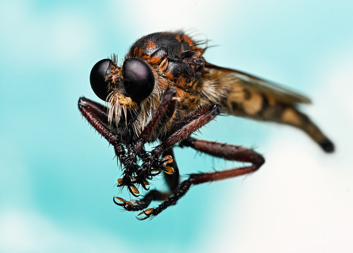 Macro Image of a Robber Fly: This is a single-shot image of the robber ...