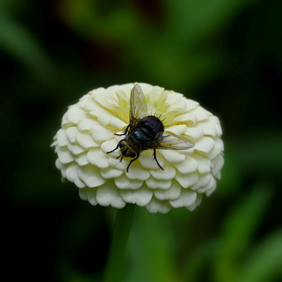 Who'da Thunk?? This shot made me wonder if flies did any pollinating ...