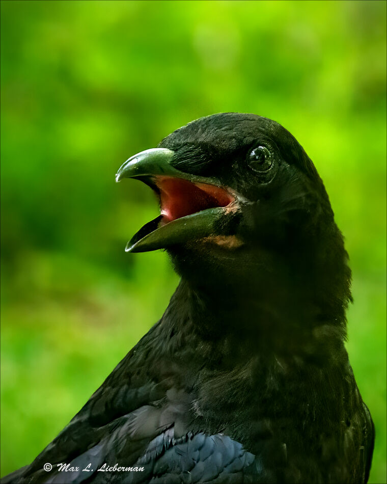 My Aviary, Part 86: More bird shots from the last two weeks.