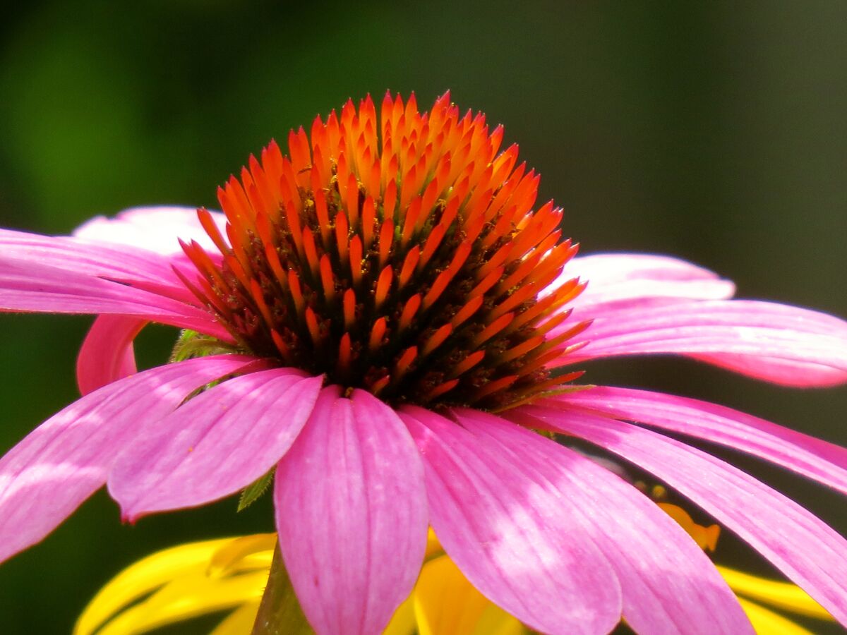 What's the flower?
