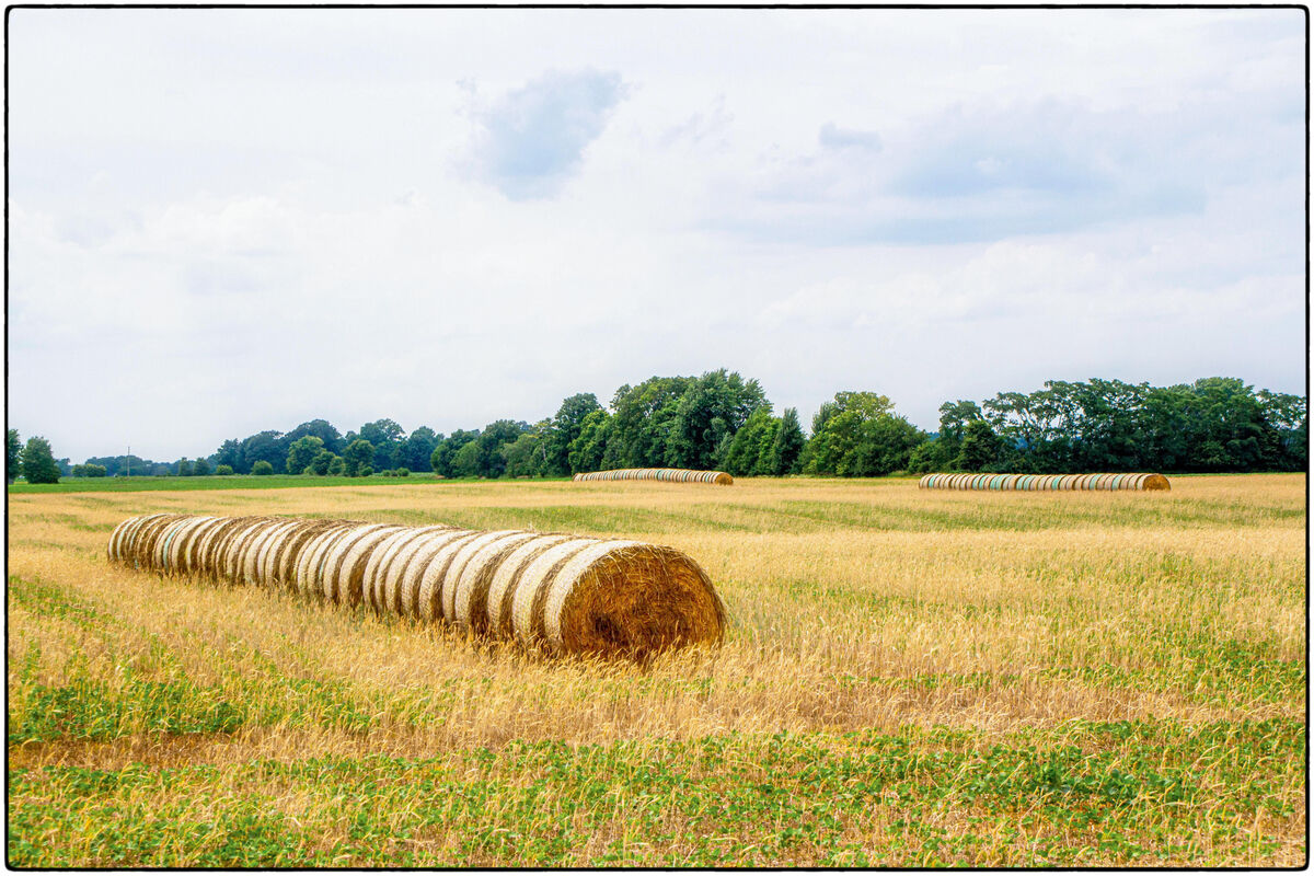 More Straw: I like the interesting (to me, anyway) pattern these rows ...
