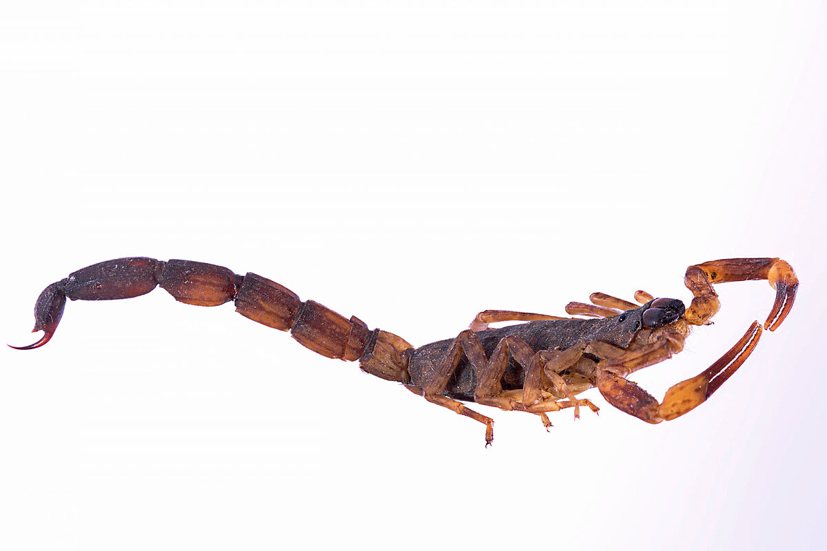 Arizona Bark Scorpion: A couple macro shots at a Bark Scorpion...