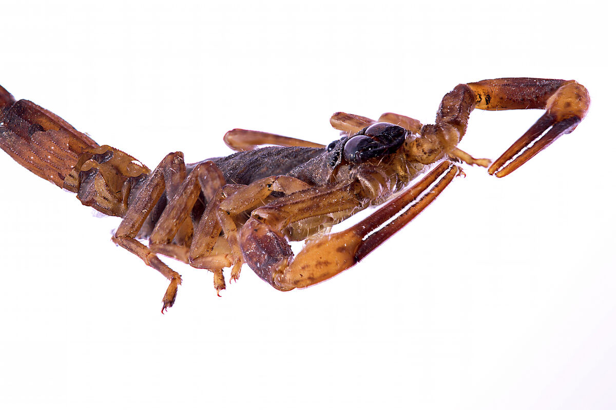 Arizona Bark Scorpion: A couple macro shots at a Bark Scorpion...