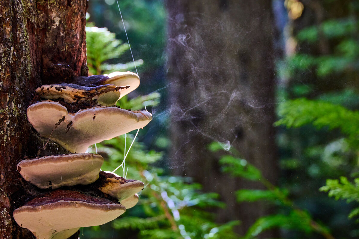 Spore liberation: Bracket fungi growing on a giant cedar tree in an old ...