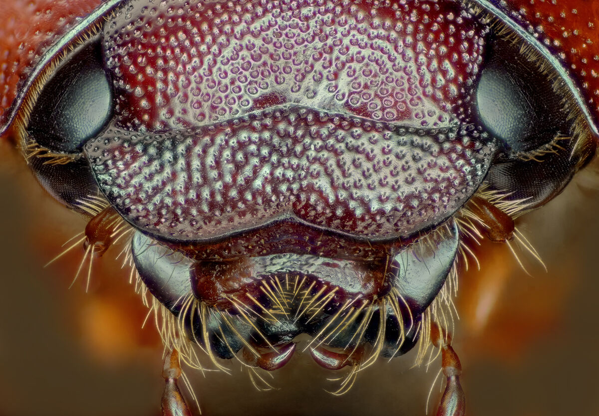 Focused Stacked Image of June Bug: I noticed a June bug beetle crawling ...