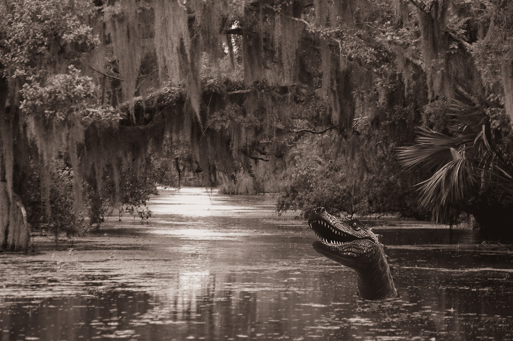 Early evening on the Bayou: Drifting along in my canoe when ...