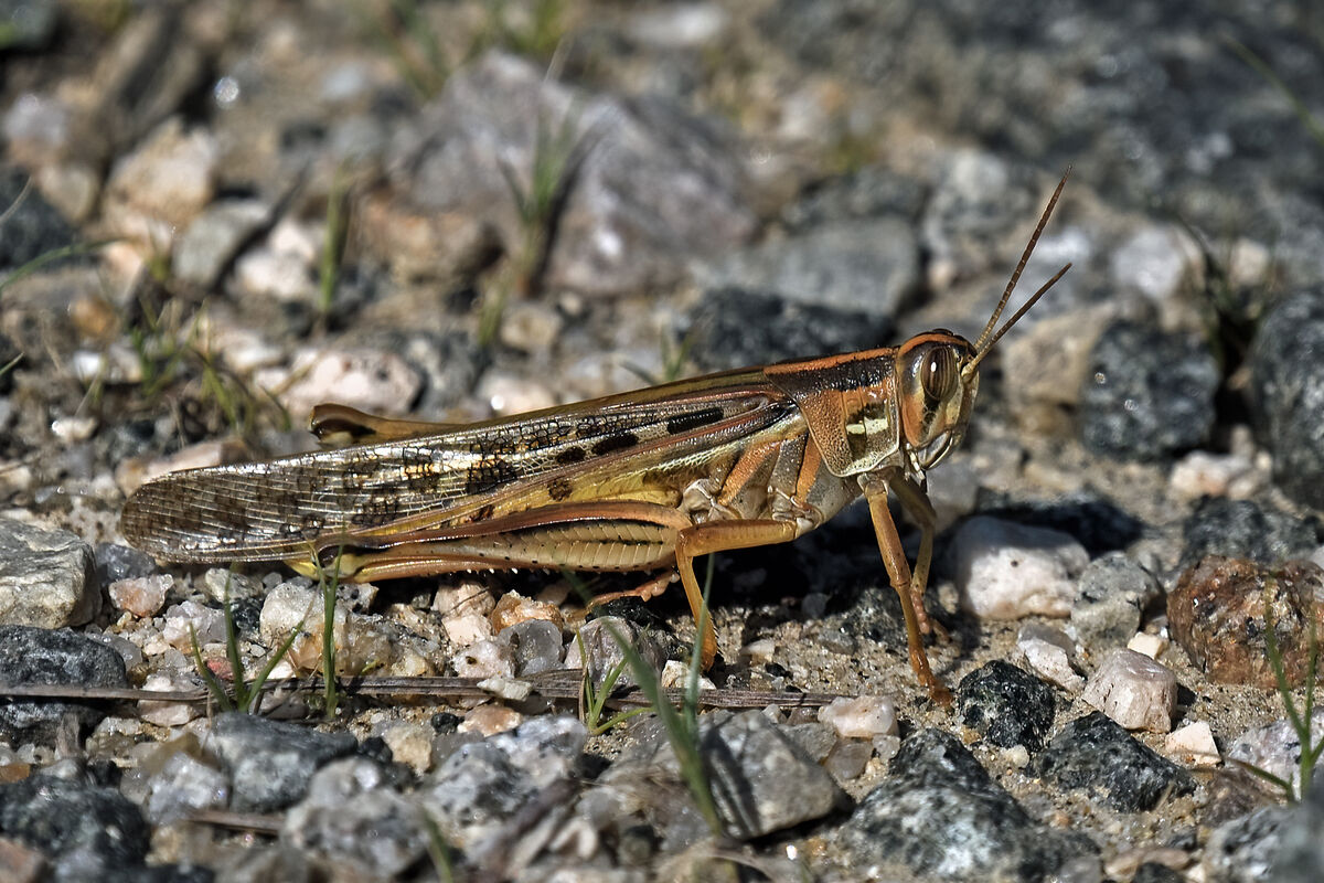 Grasshoppers and locusts: Dix Park, Raleigh, NC. ===== From the site ...