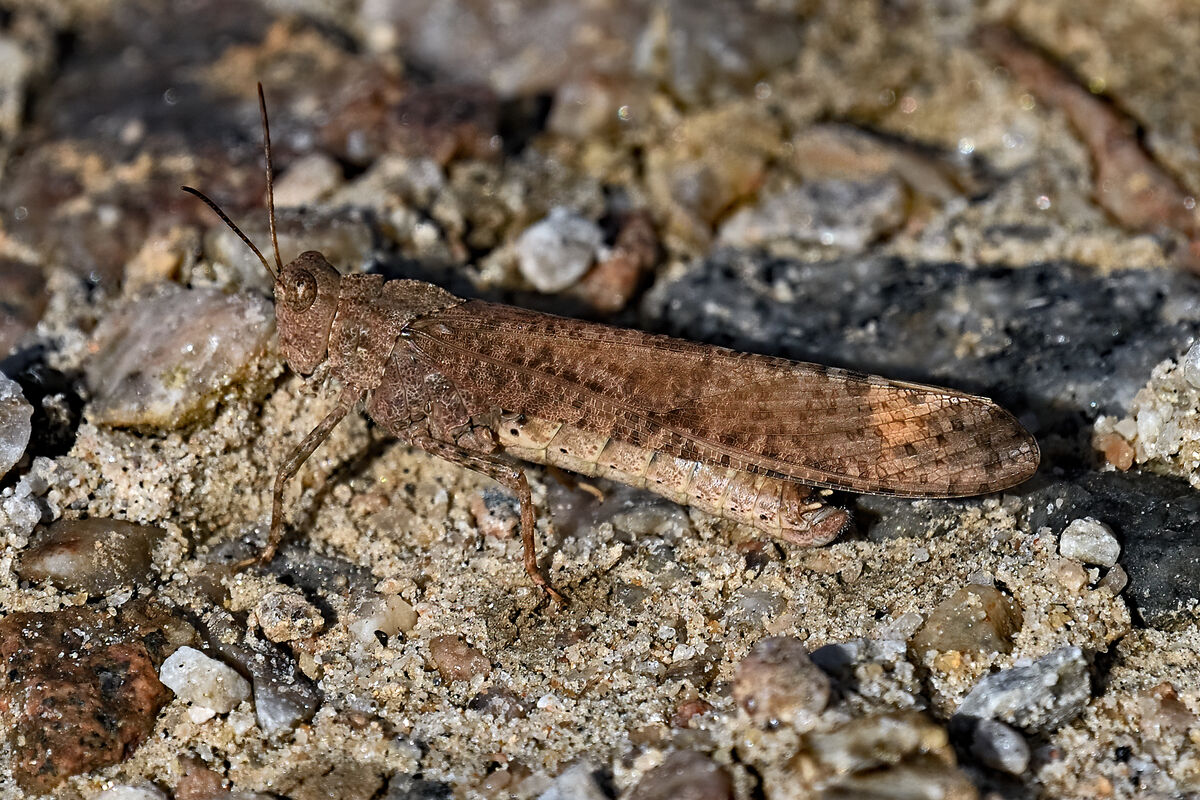 Grasshoppers and locusts: Dix Park, Raleigh, NC. ===== From the site ...