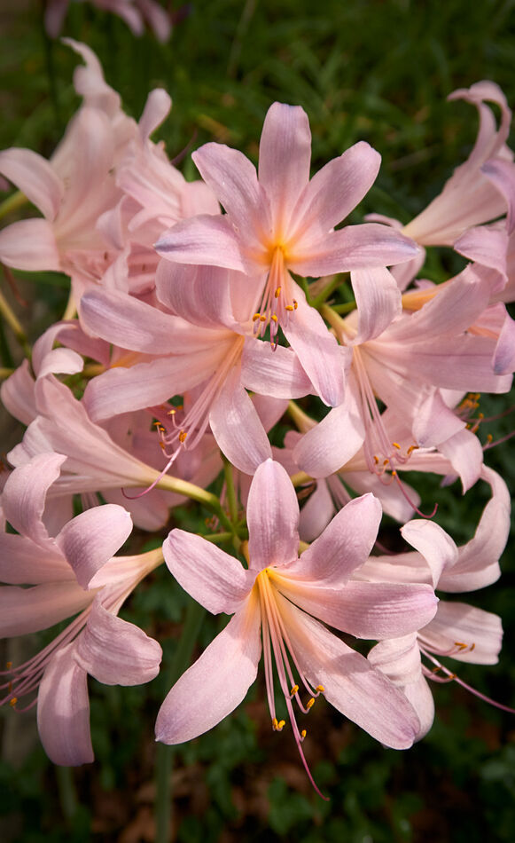 Surprise! Also called a resurrection lily (Lycoris squamigera ...