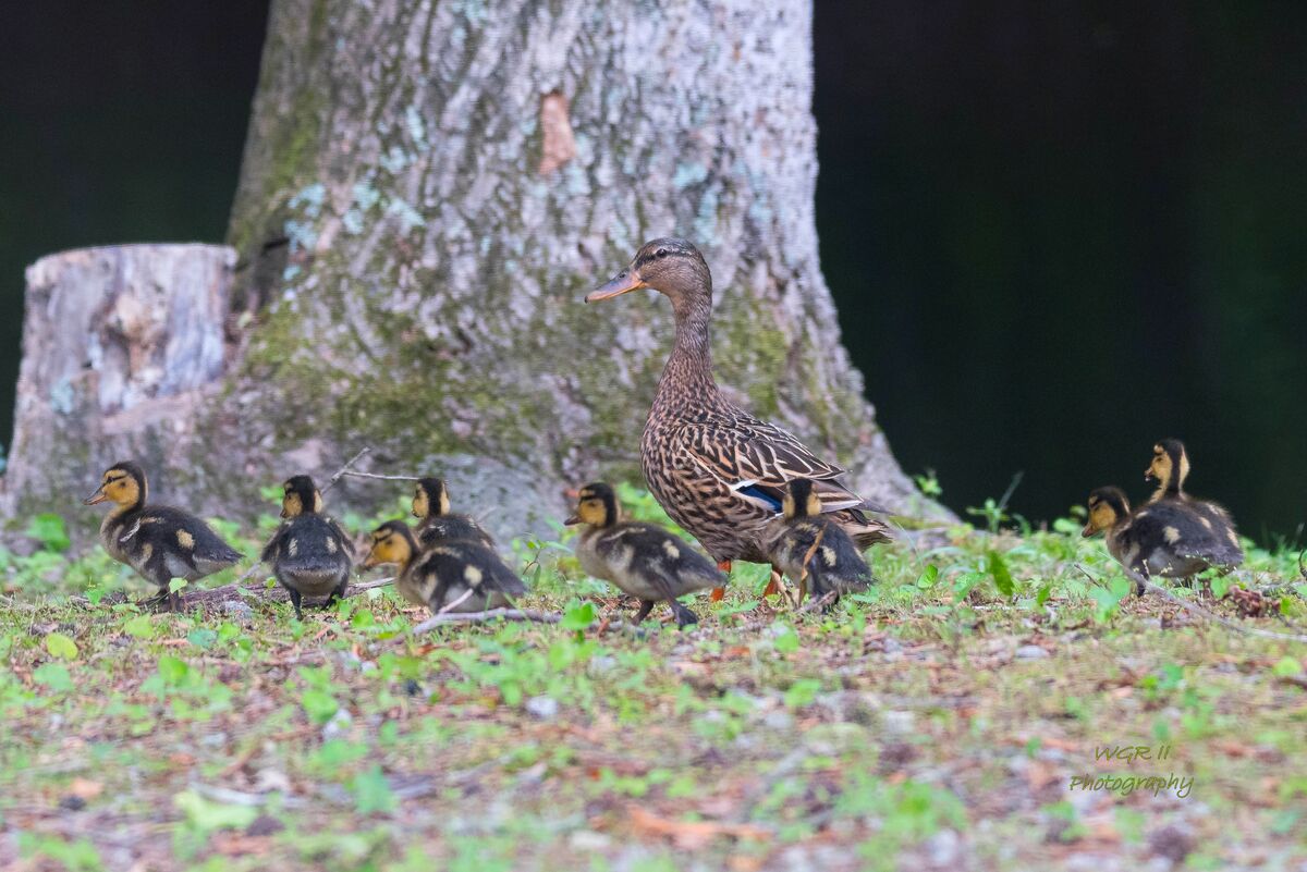 2023 Local Waterfowl: Annual backyard gatherings for spring of 2023 ...