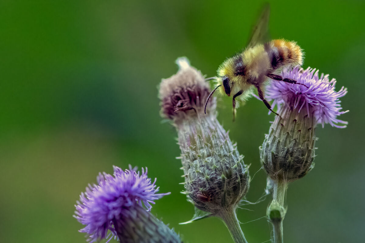 Bees Be Buzzin': A few bee shots from our yard over the last few days ...