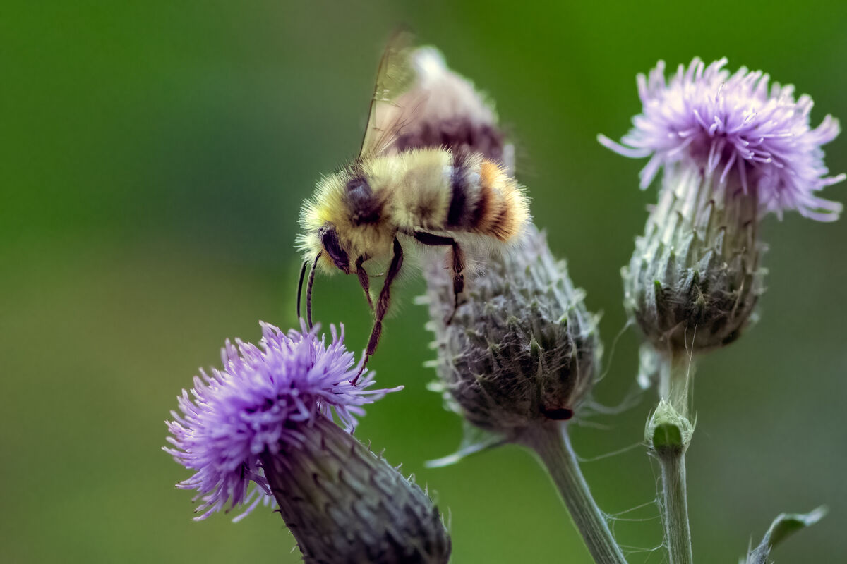 Bees Be Buzzin': A few bee shots from our yard over the last few days ...